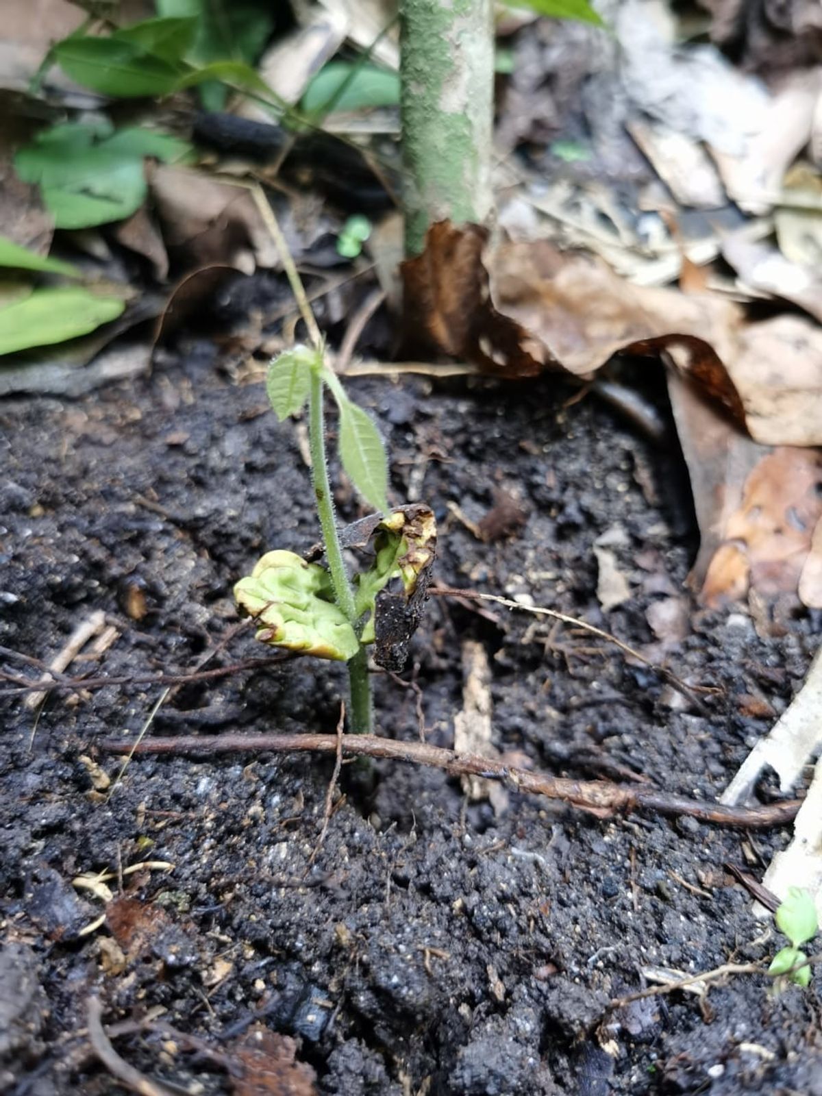 Conserving the Original Maya Cocoa - explorer.land