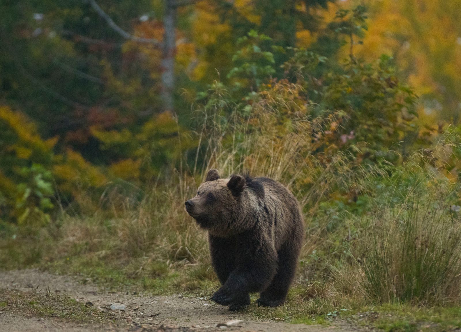 Mossy Earth - explorer.land