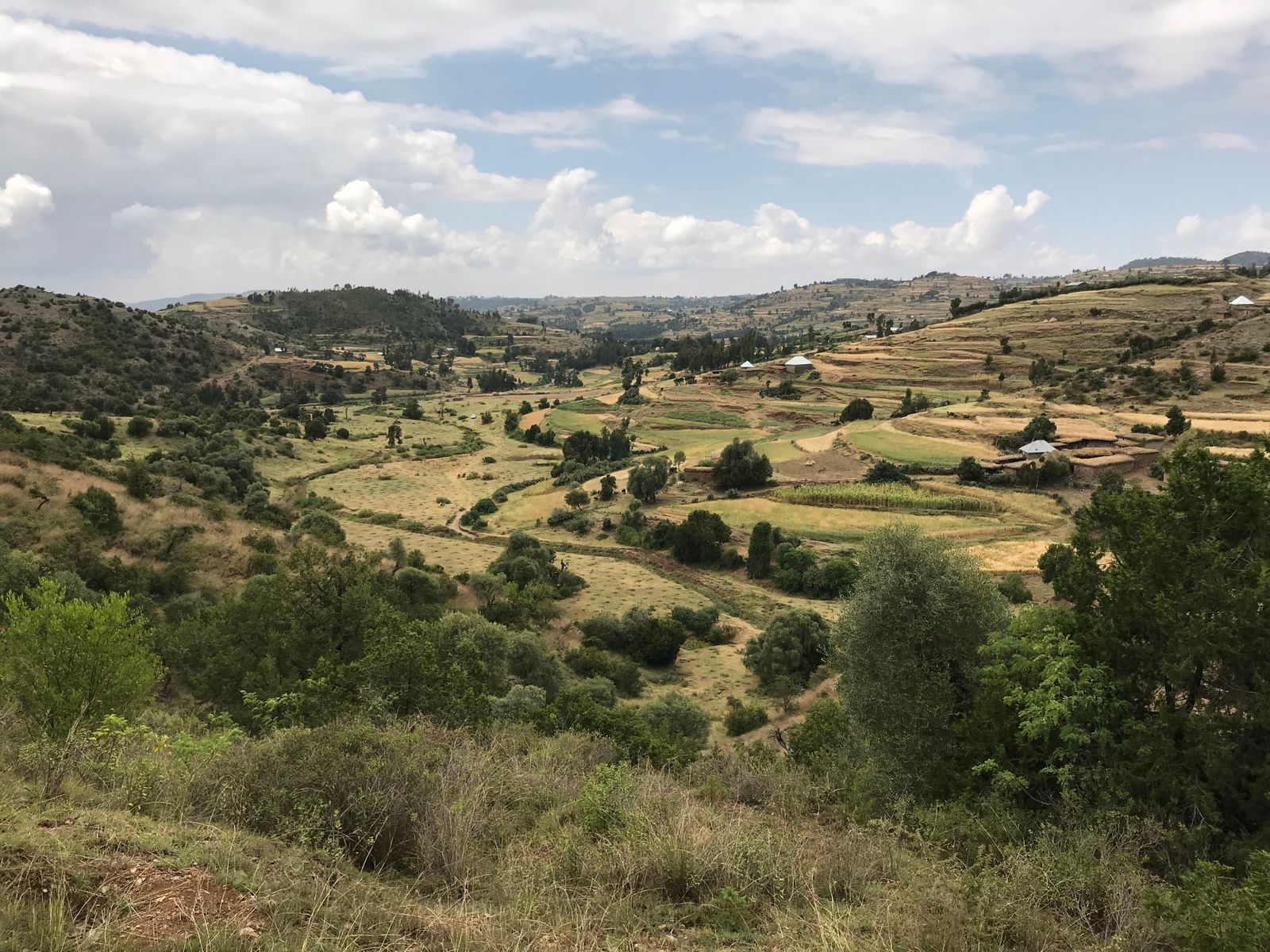 Desa’a Forest (Ethiopia) - explorer.land