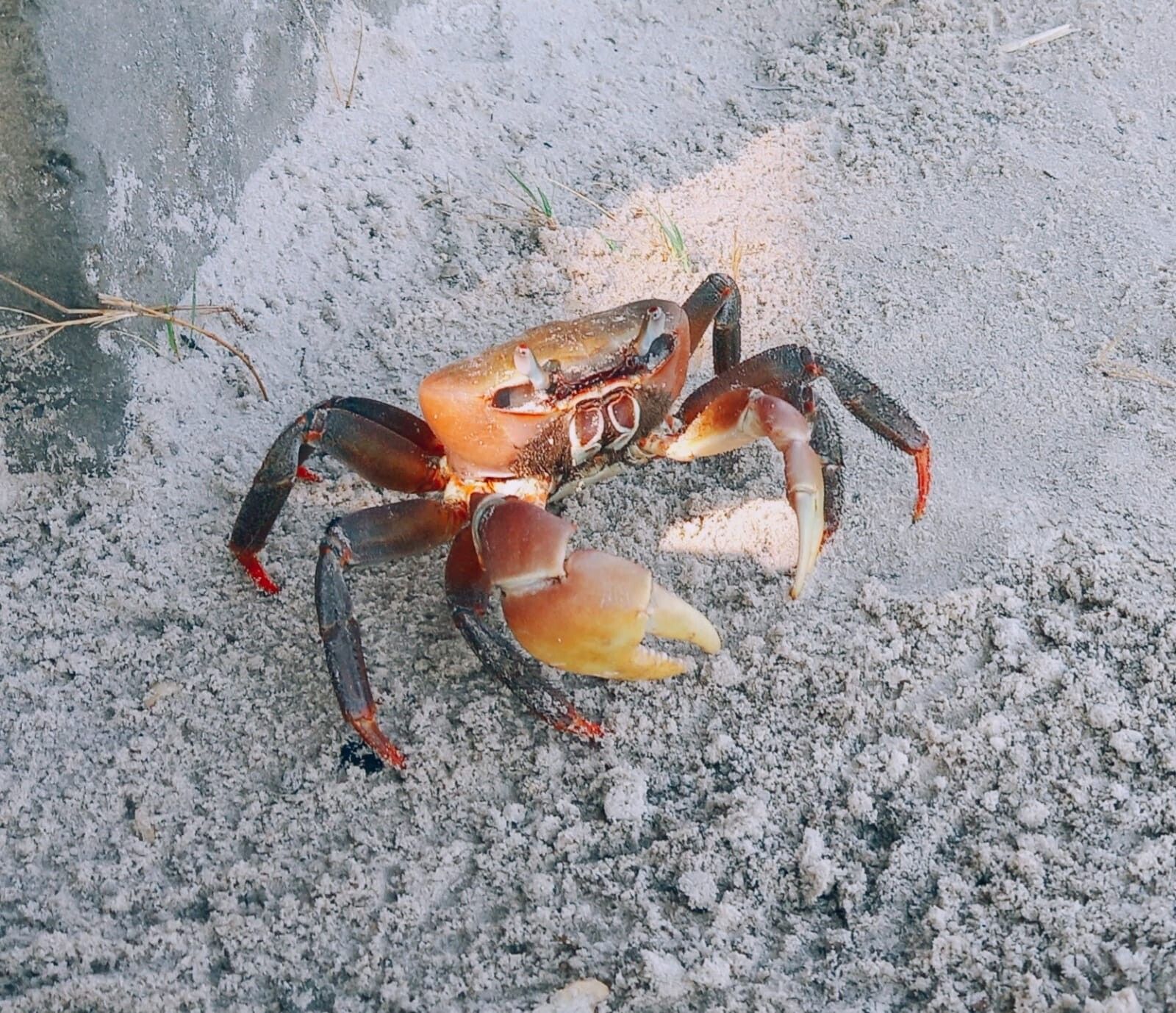 Embracing the role of crabs in restoration - explorer.land