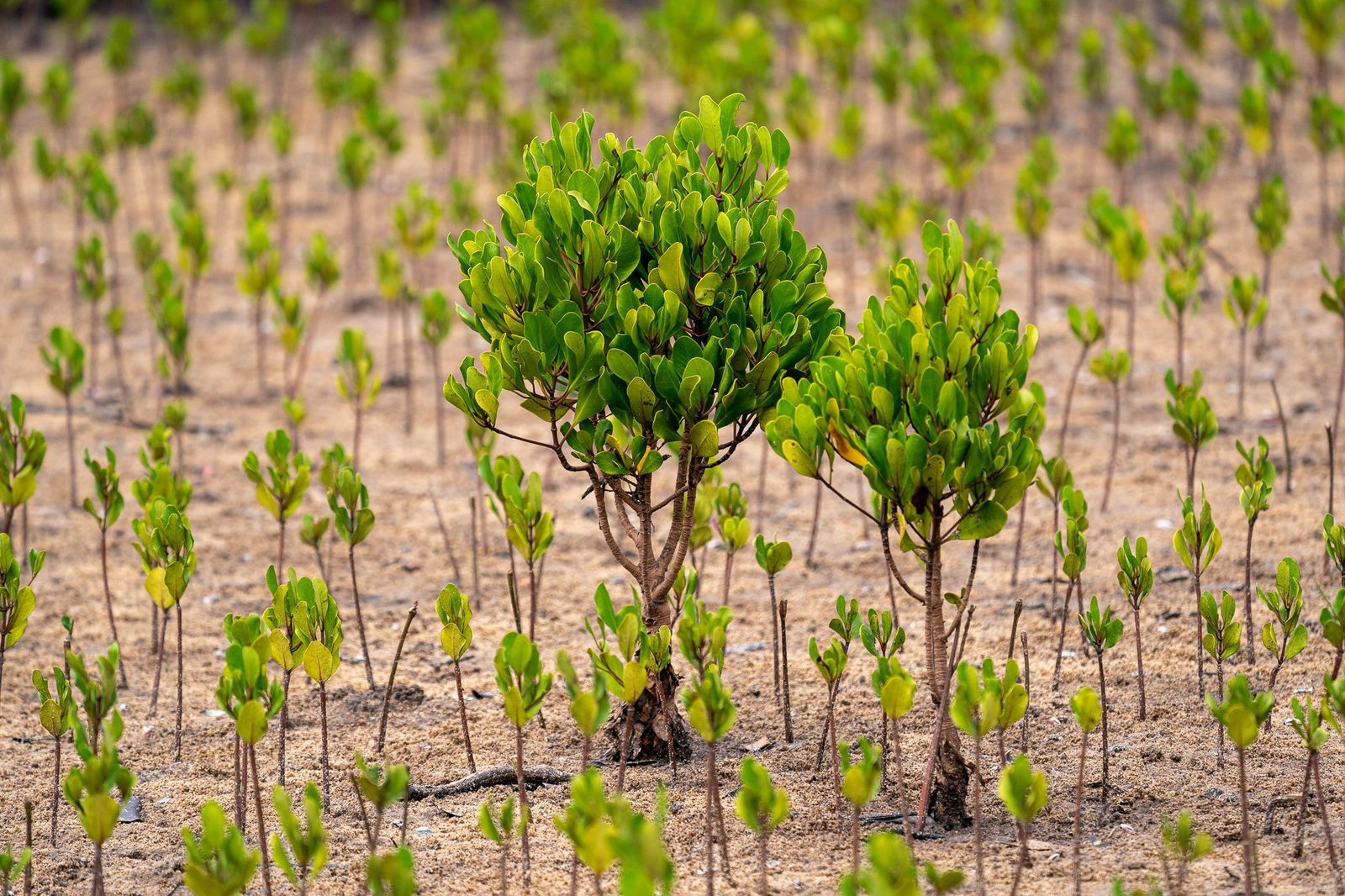 Manda Uwanjani: using direct planting as a cost-effective approach to ...