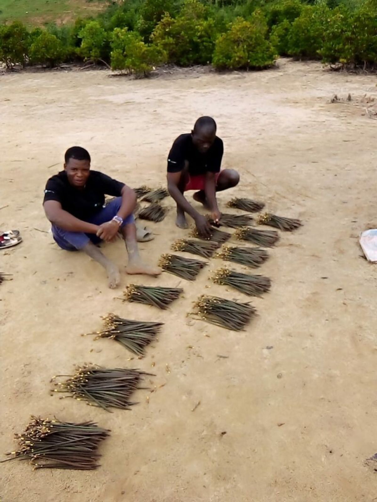 Mbuguni Restoration Field Content - explorer.land