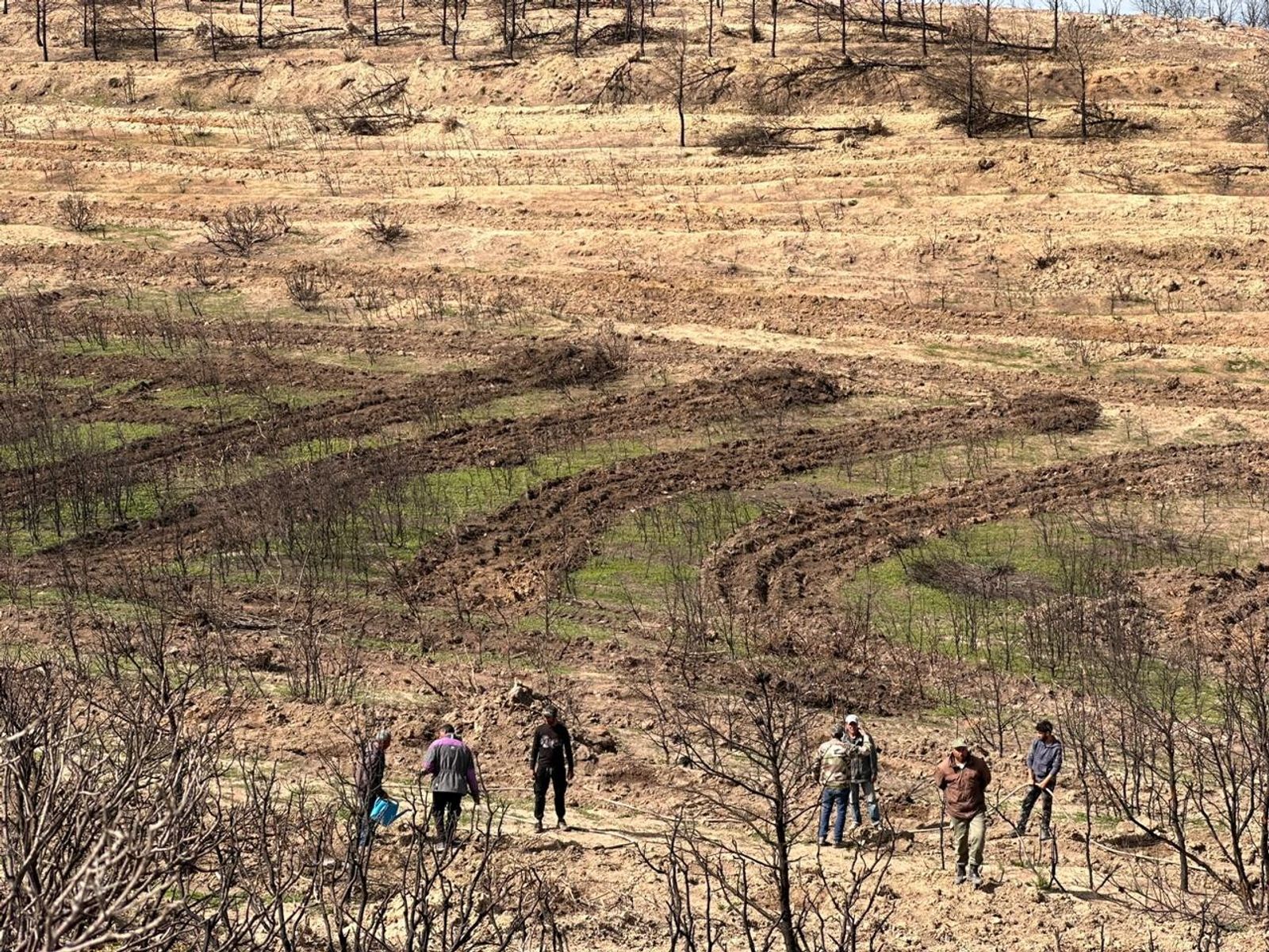 Forêt de Hammam el Biadha Sud, El Krib, Siliana · Forêt de Hammam el ...