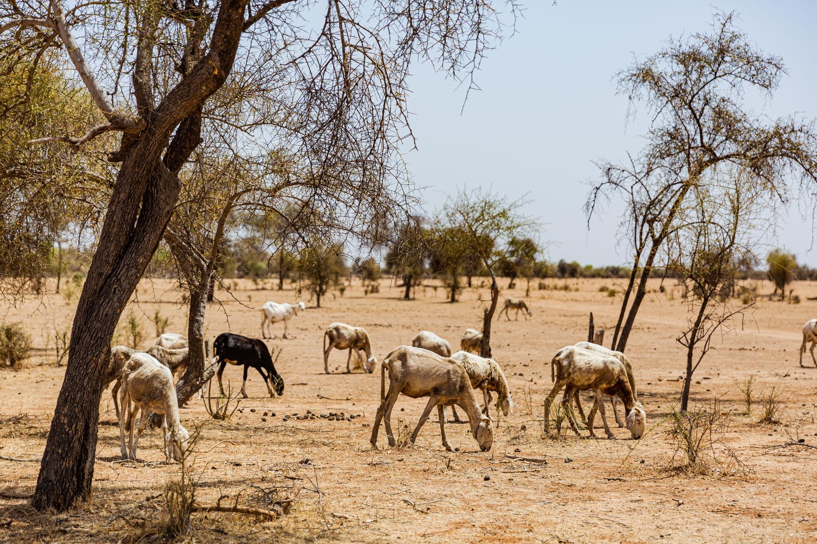 Ferlo (Senegal) · Sites - explorer.land