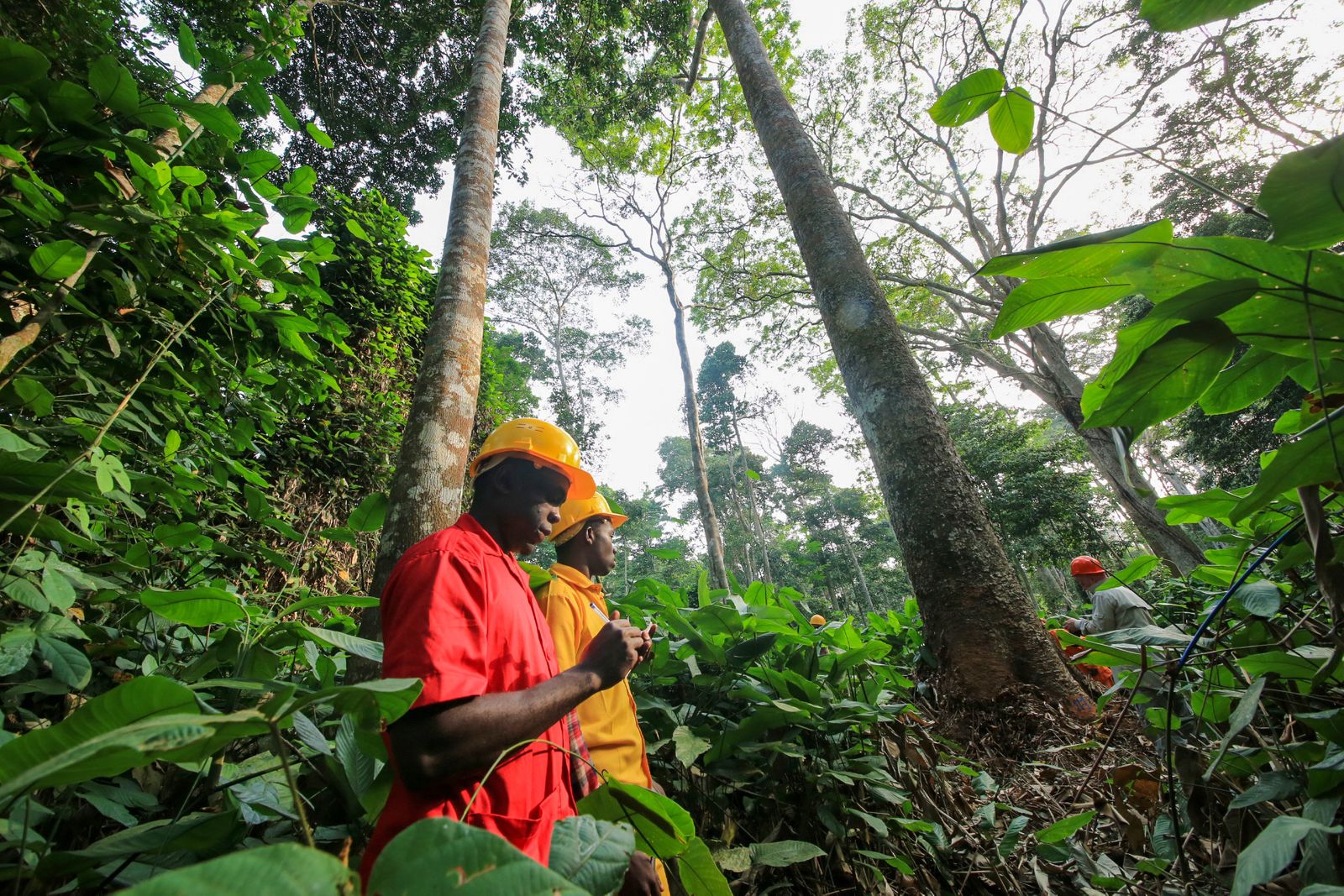 Responsible Forest Management in the Republic of Congo - explorer.land