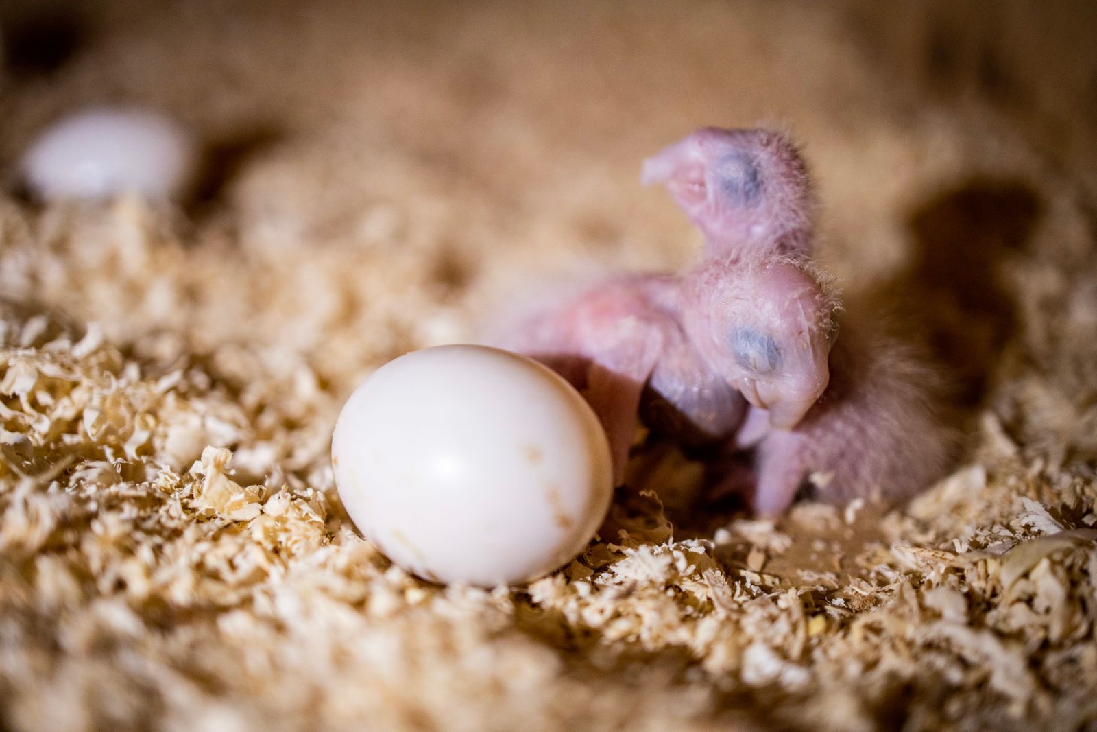 Program for the Reproductive Management of Endangered Species ...