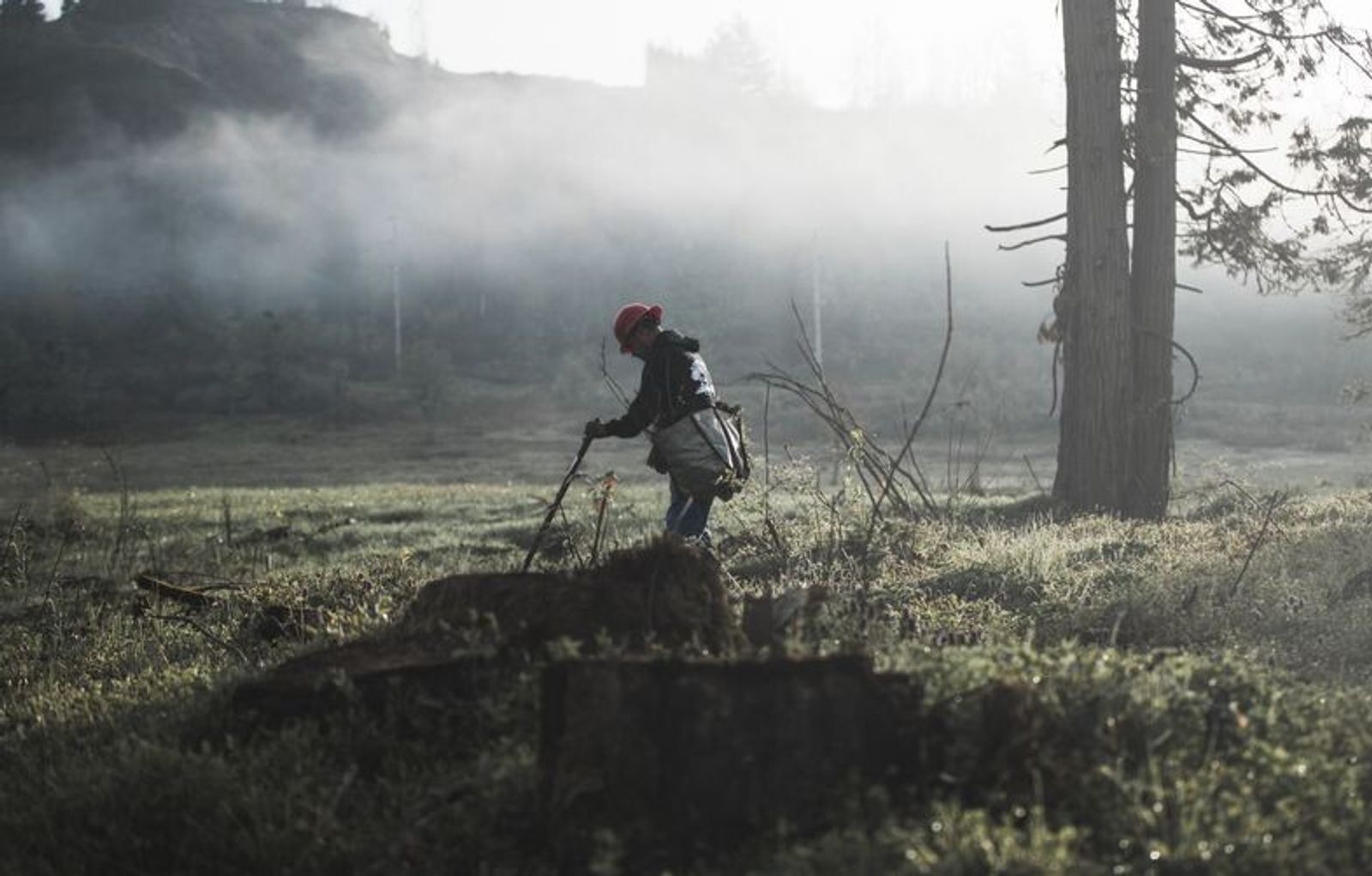 Ecodrive Trees: US, Oregon: Santiam State Forest Reforestation ...
