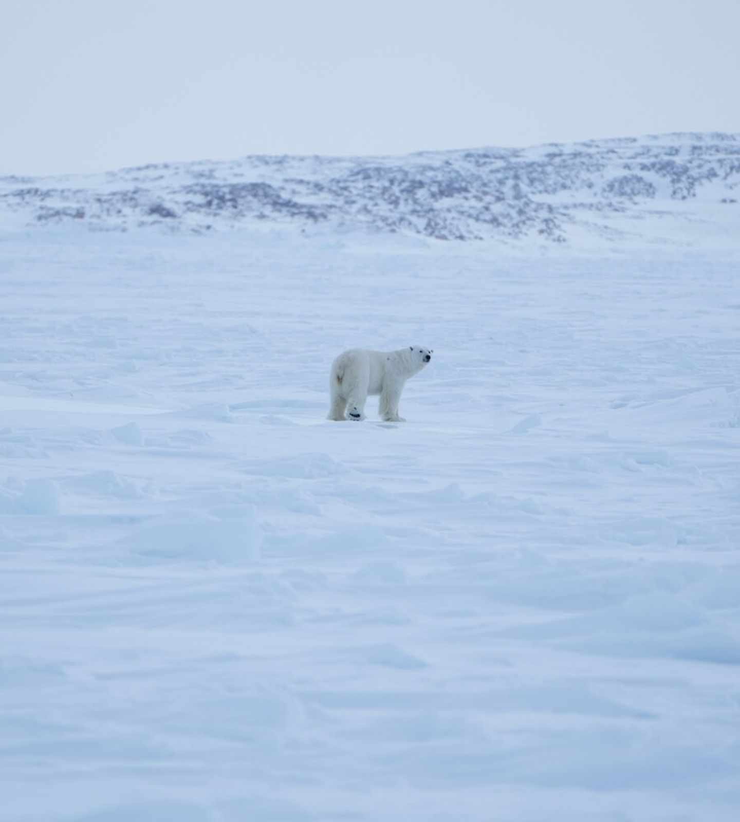 GoodGear - explorer.land