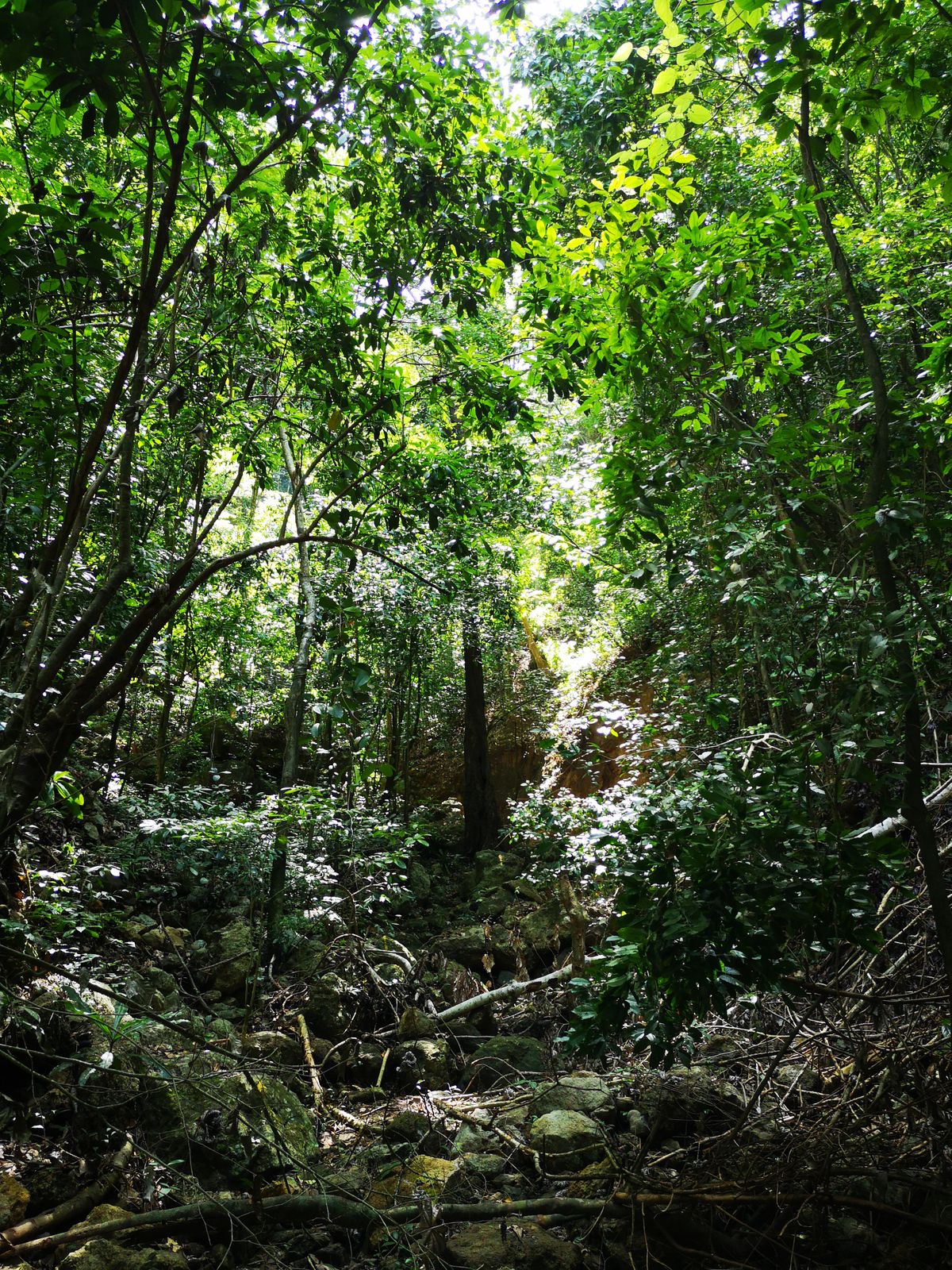 Bosque guáimaro · Bosque guáimaro - explorer.land