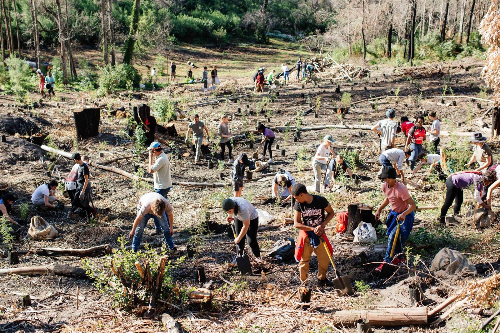 The Greenpop Foundation - explorer.land