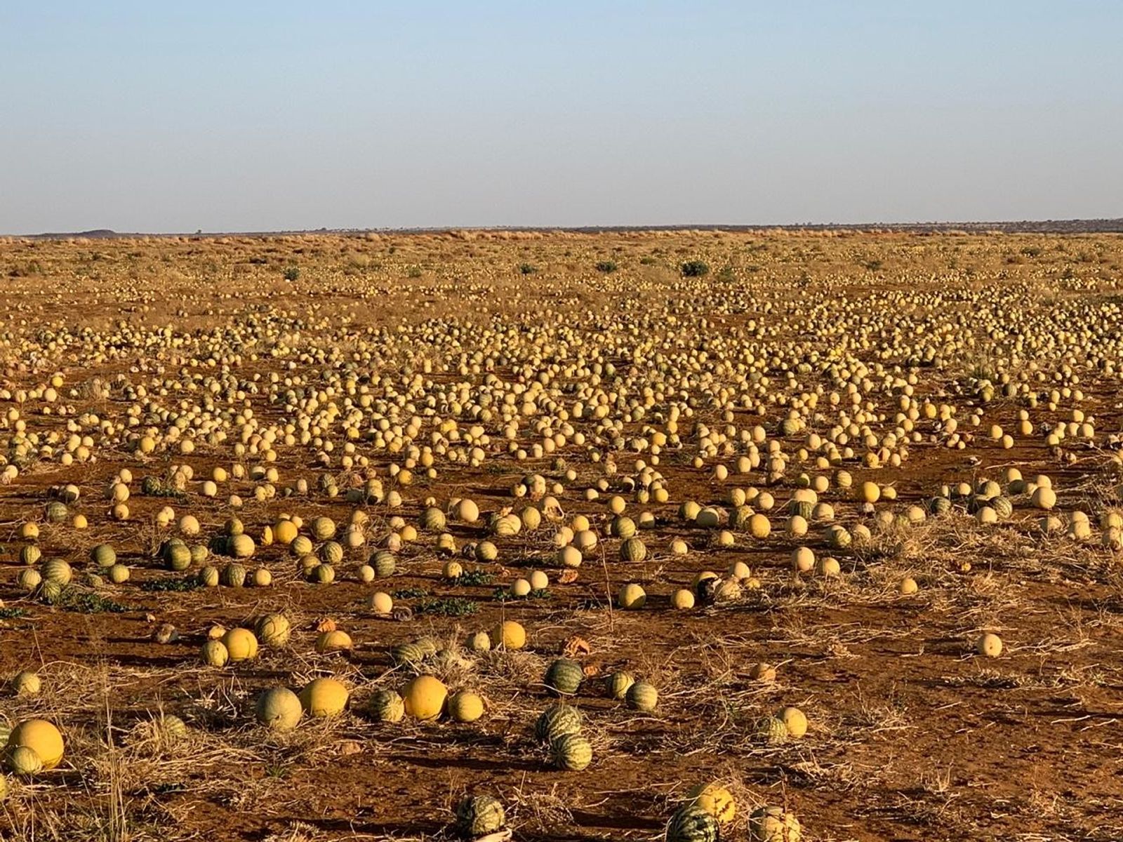Mokaté® Kalahari Melon Oil - Turning a drought-resistant weed into a ...