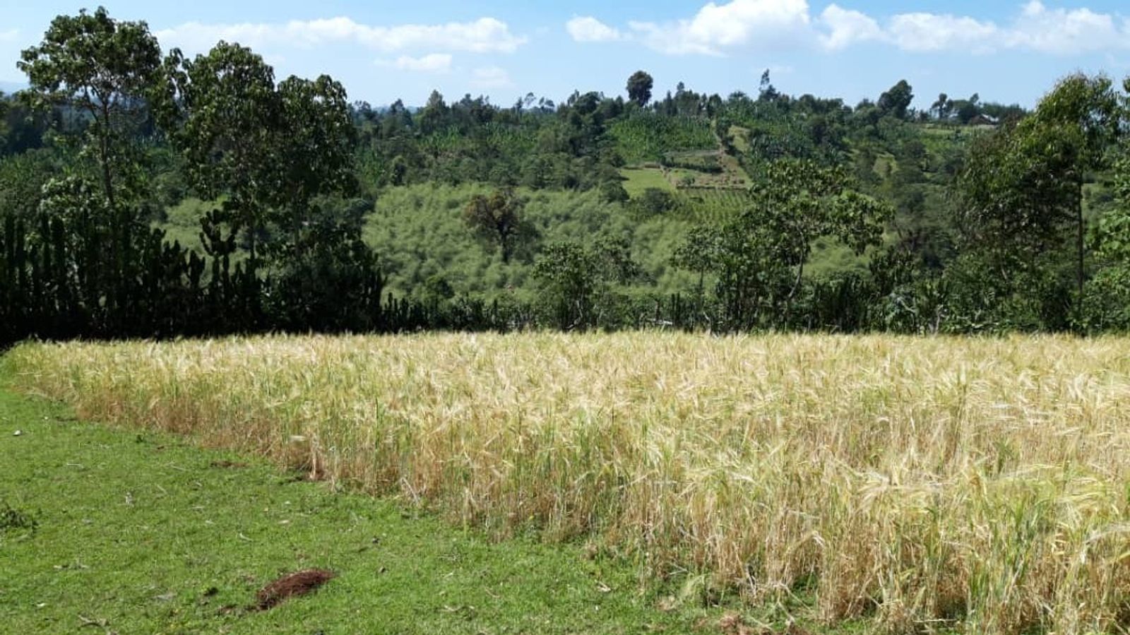 African Bamboo: Ethiopia Operations. - explorer.land