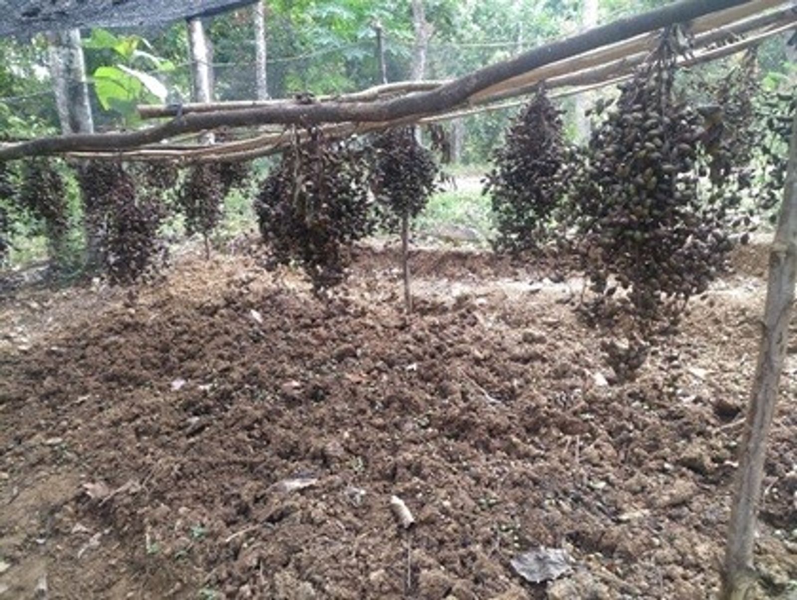 Learning from nature: the successful germination of indigenous timber ...