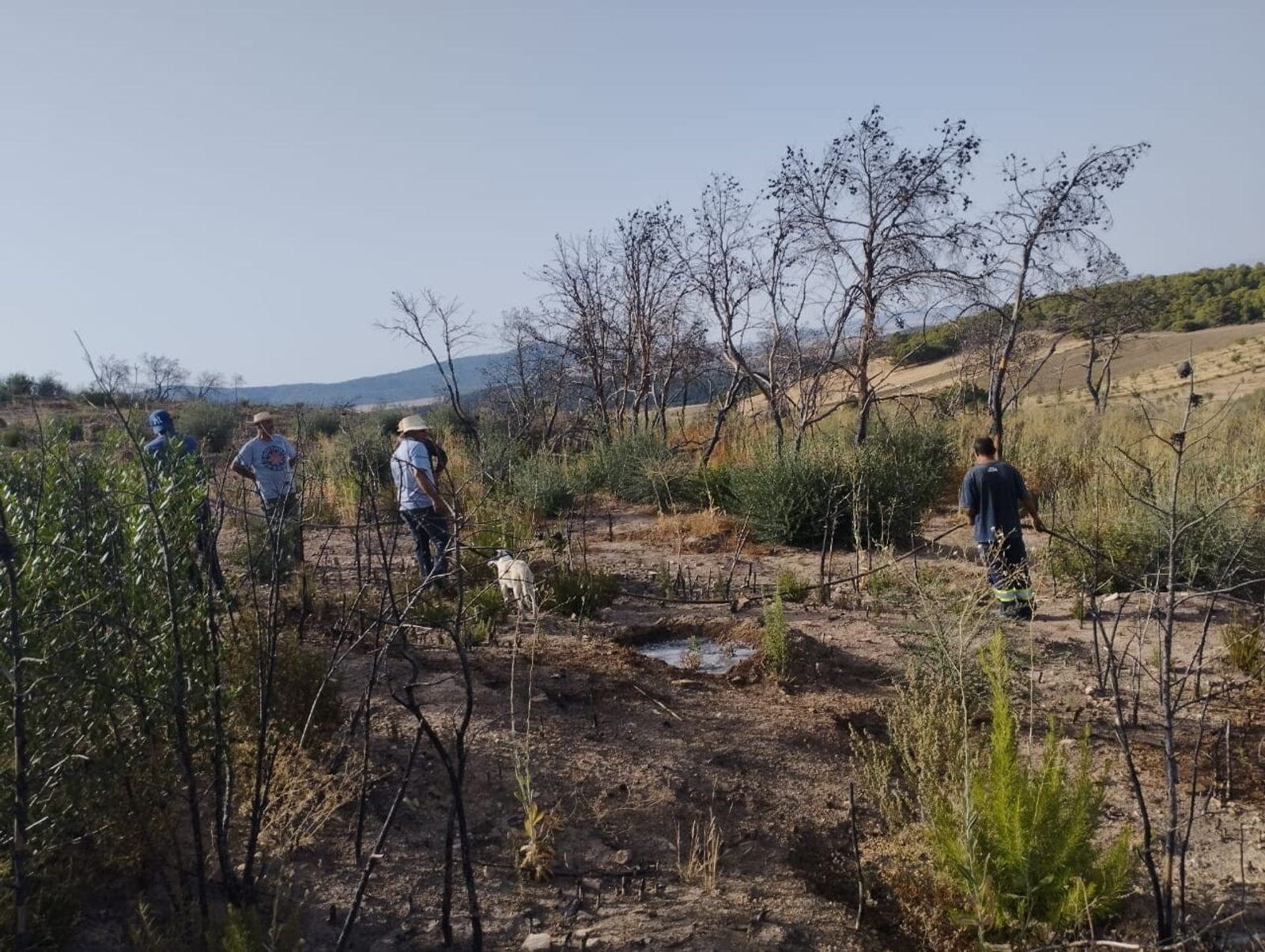 Chantier d'Irrigation des Parcelles Reboisées à Hammam Biadha, Le Krib ...