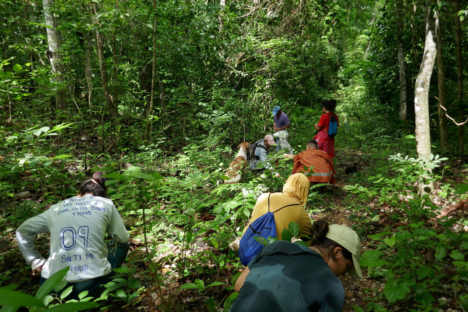 Jornada de recolección de semillas de guáimaro - explorer.land