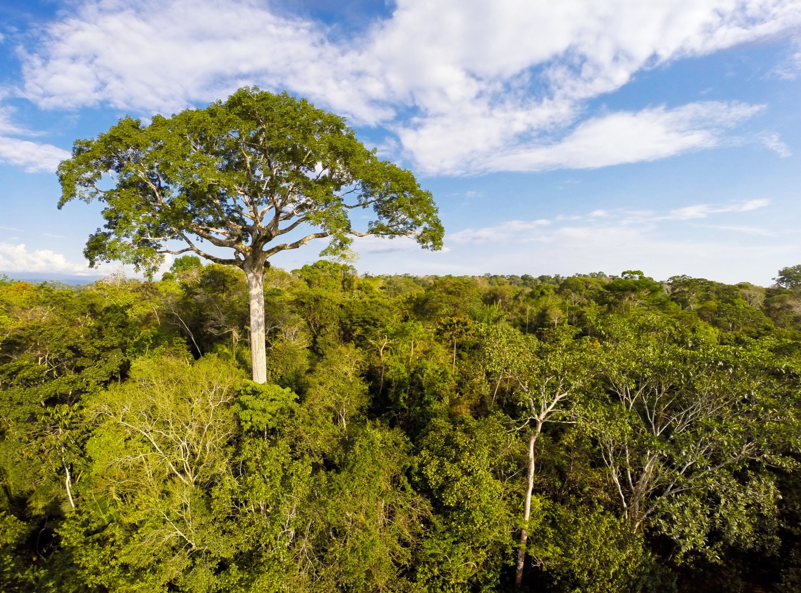 Biological Research Station Panguana - explorer.land