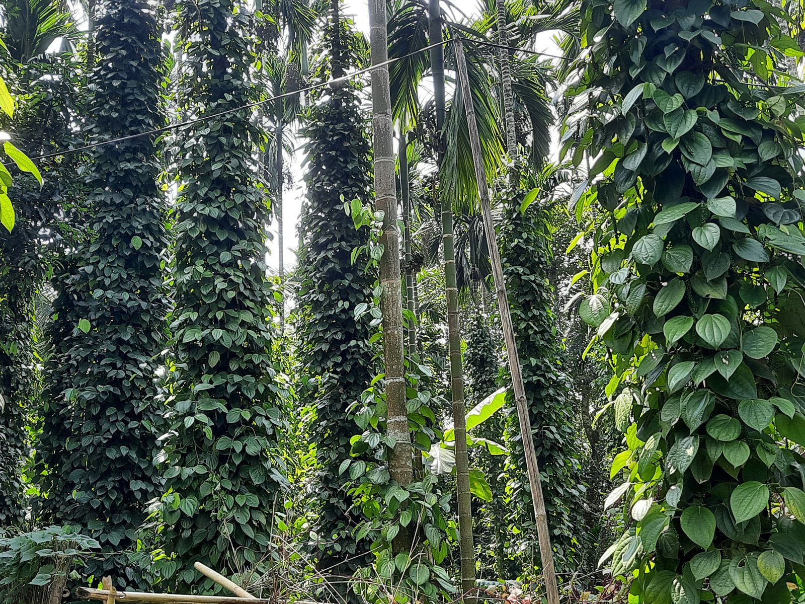 RESTORATION OF HOMESTAED LAND OF POOR RURAL COMMUNITIES IN ASSAM AND ...