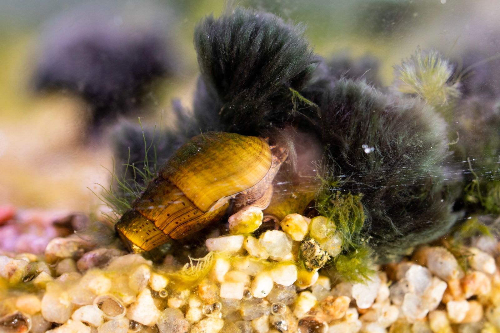 Apipé Snail Conservation Program · About - explorer.land