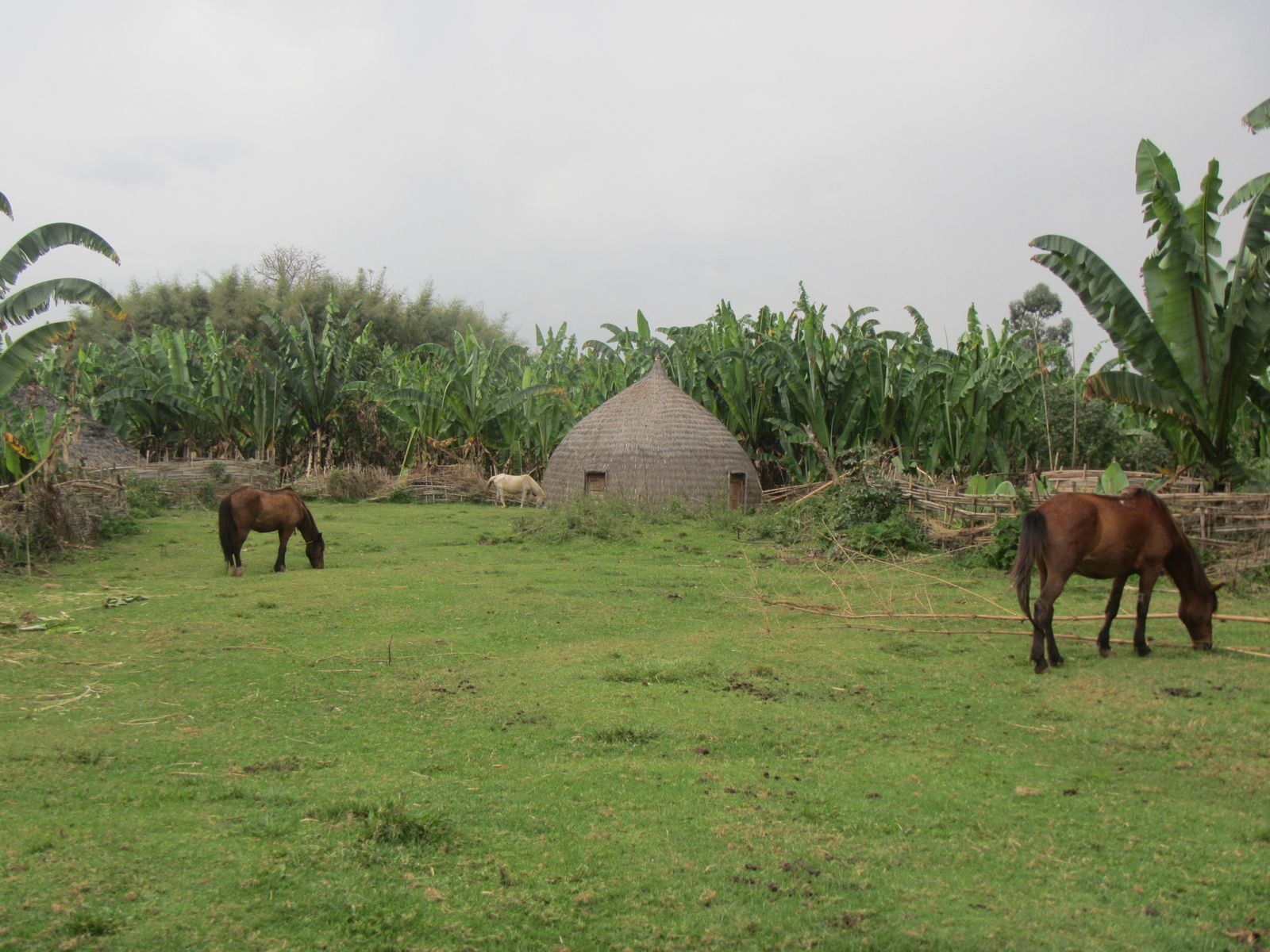 Smallholder Bamboo Operations in Sidama - explorer.land