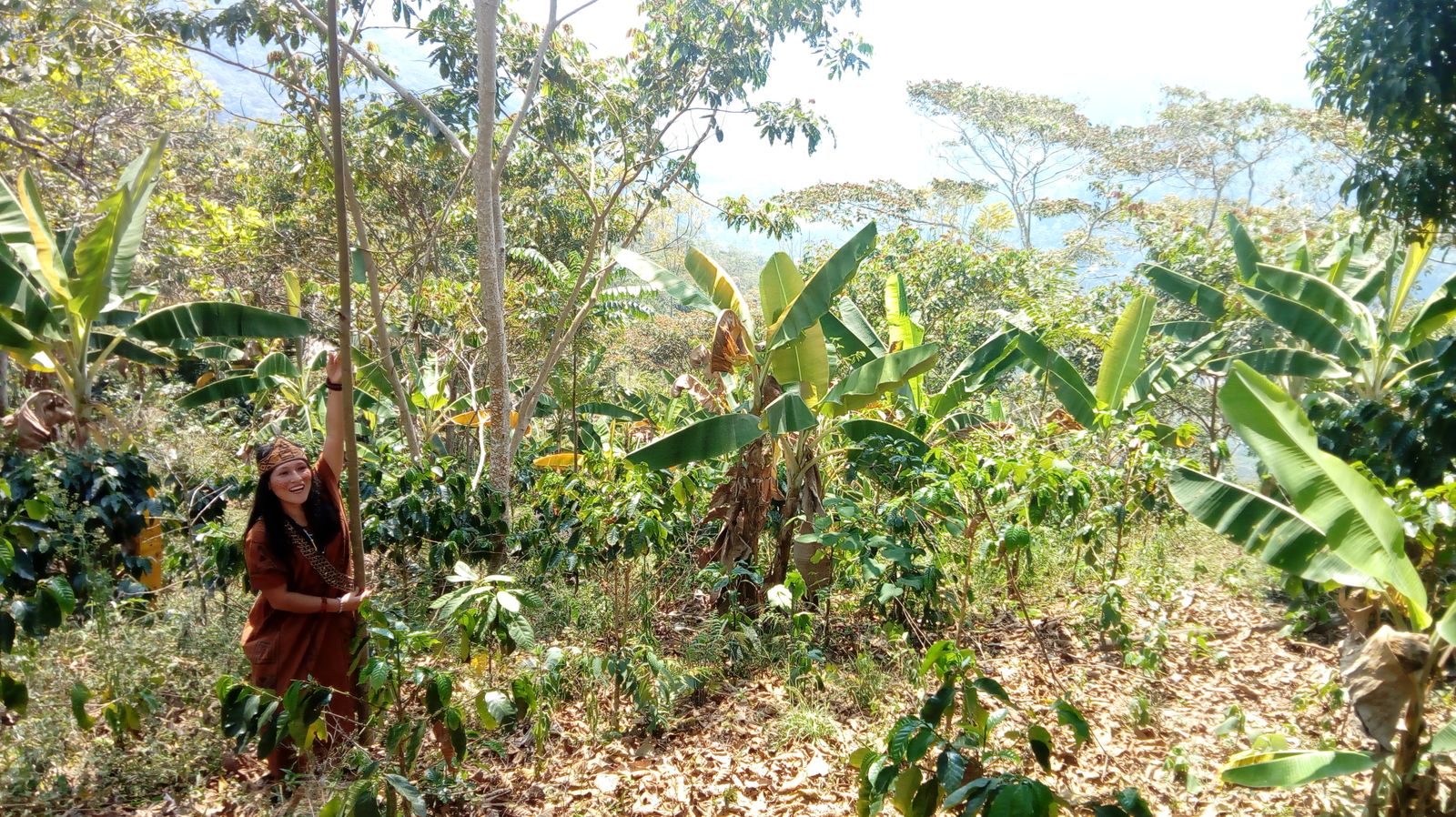 Agroforestry with cacao and coffee for the sustainability of producers ...