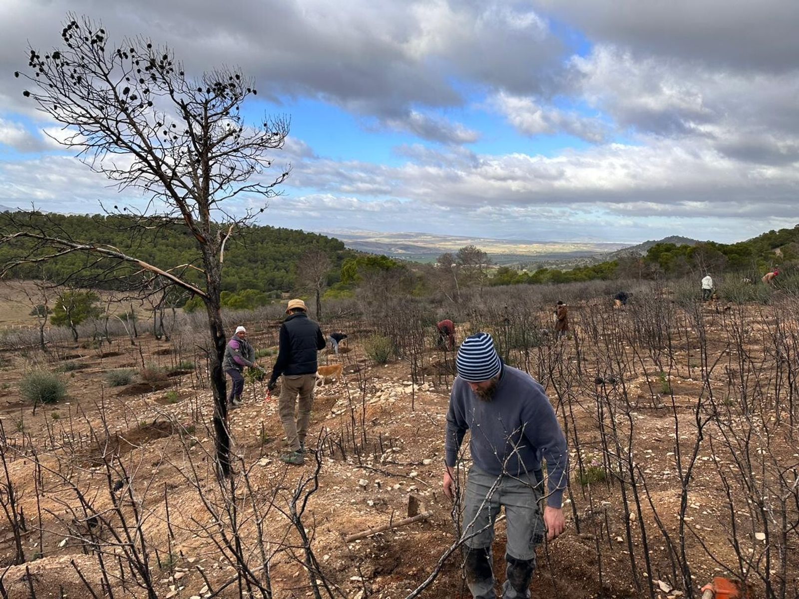 Reforestation au Krib, Siliana - explorer.land