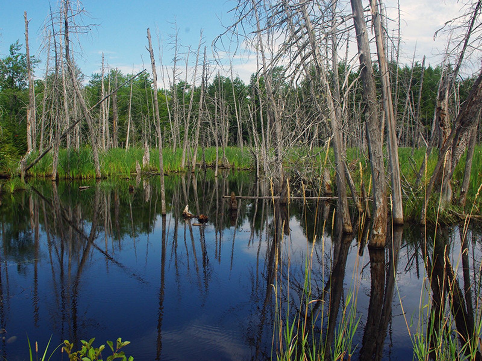 Alder Stream Wilderness Preserve · About - explorer.land