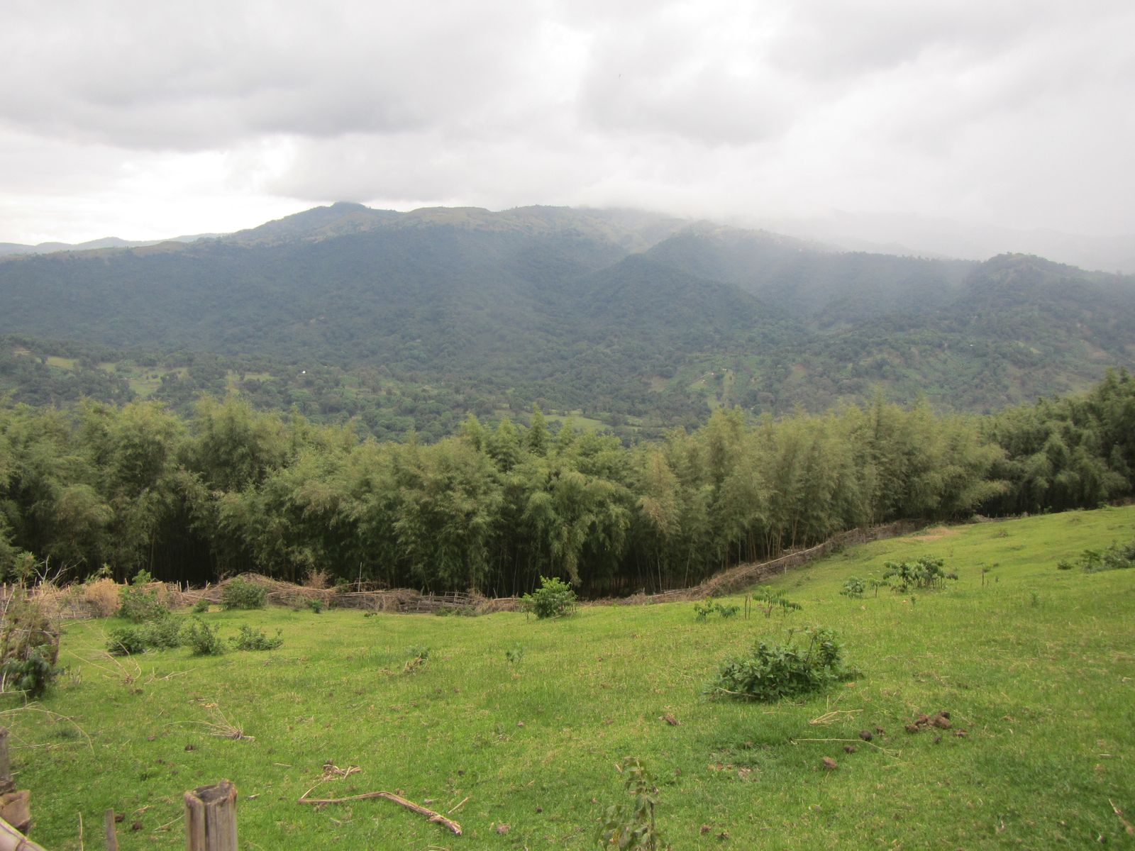 Sustainable Management of Natural Bamboo - explorer.land